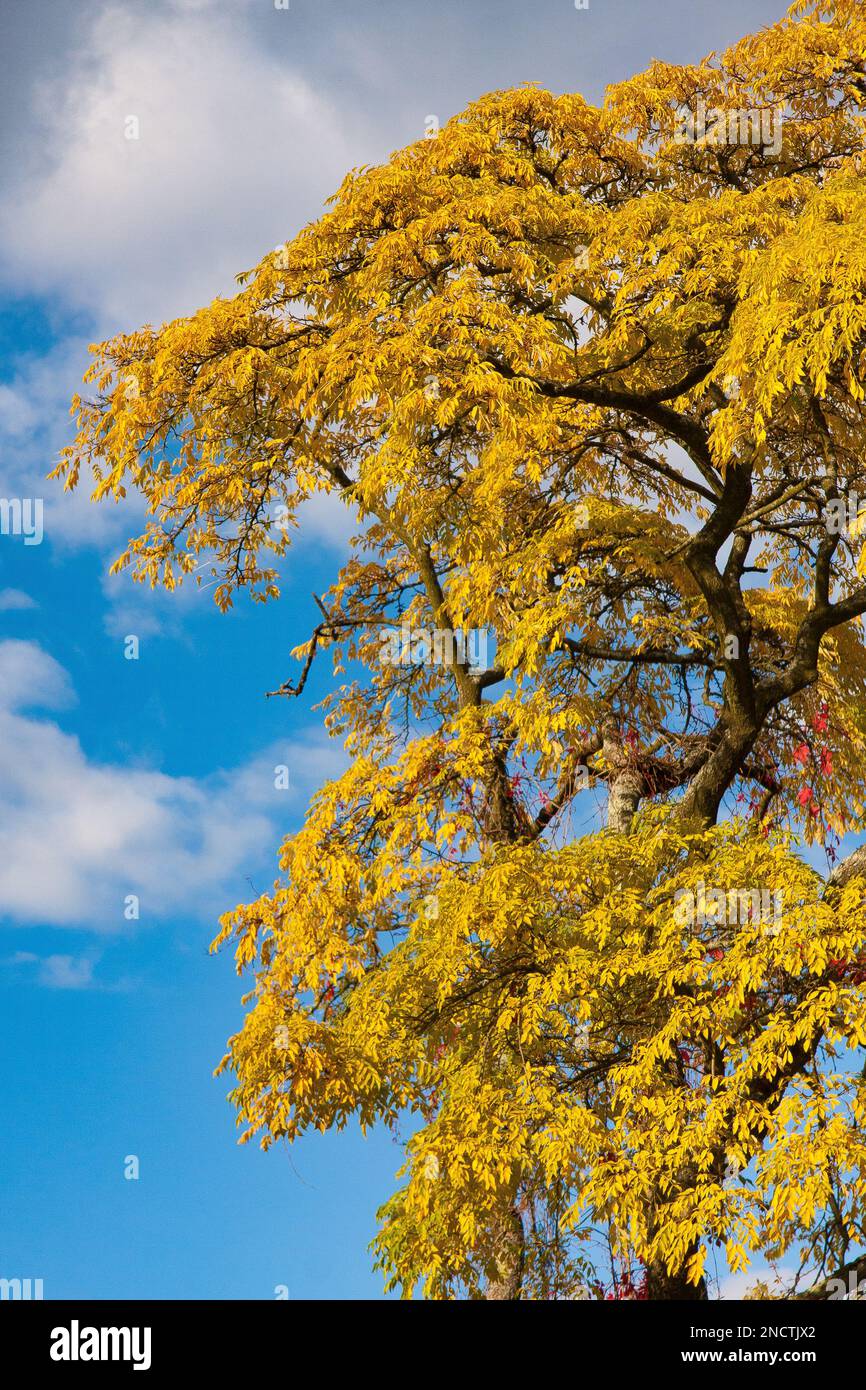 Tall mature tree hi-res stock photography and images - Alamy