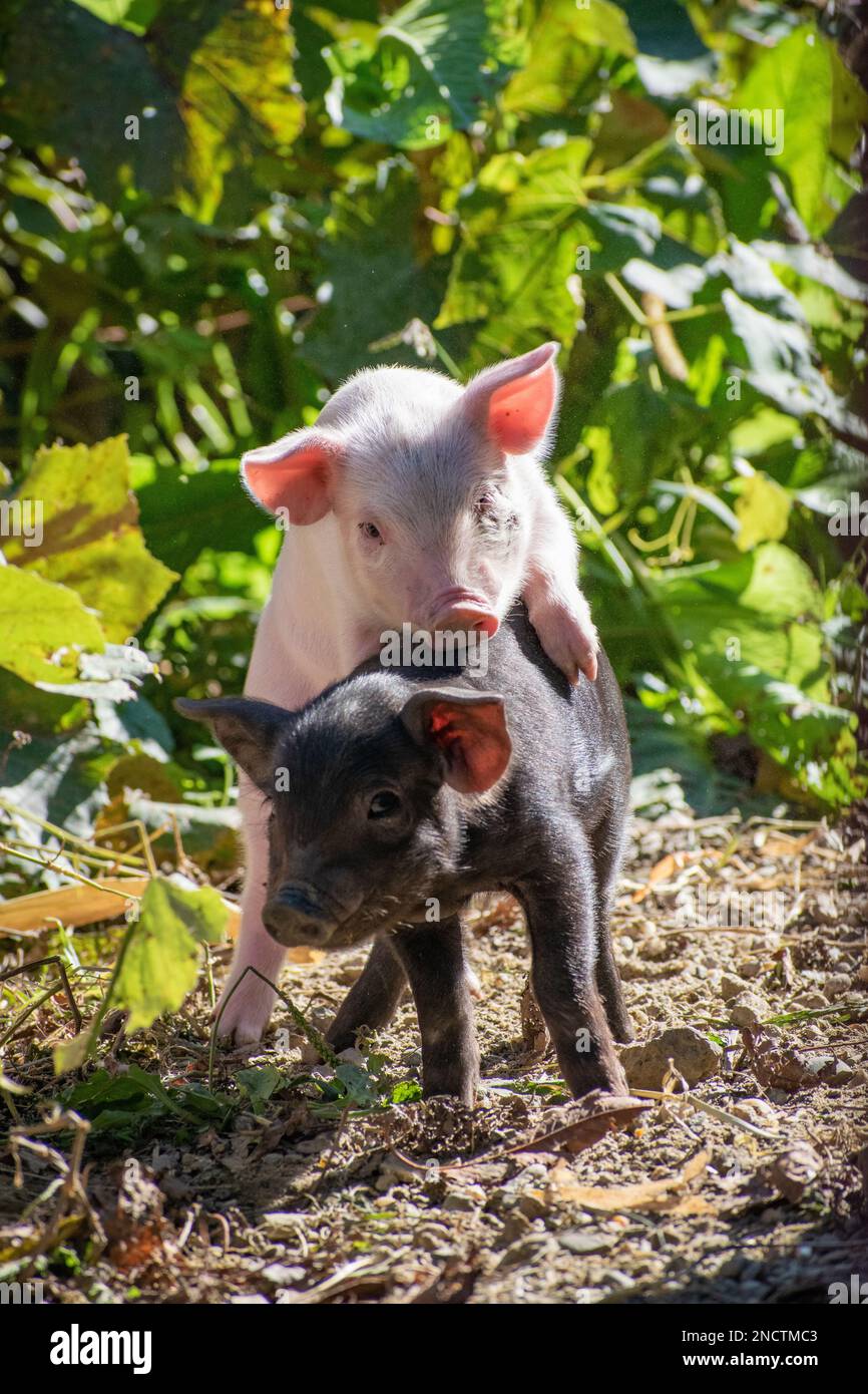 A vertical shot of the funny piglets playing in the farm Stock Photo ...