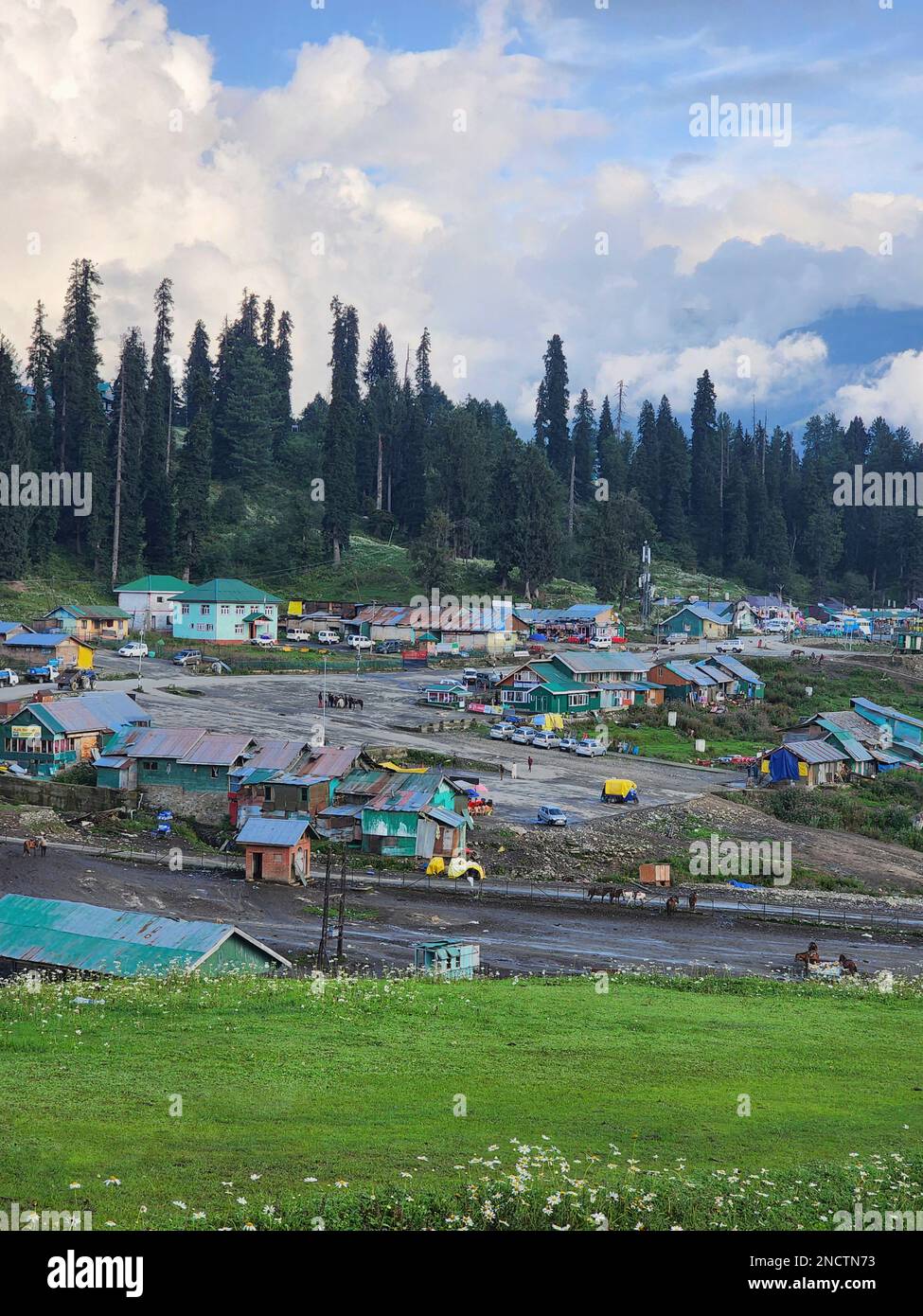Town of Gulmarg with tall pine trees backdrop, Kashmir, India Stock ...