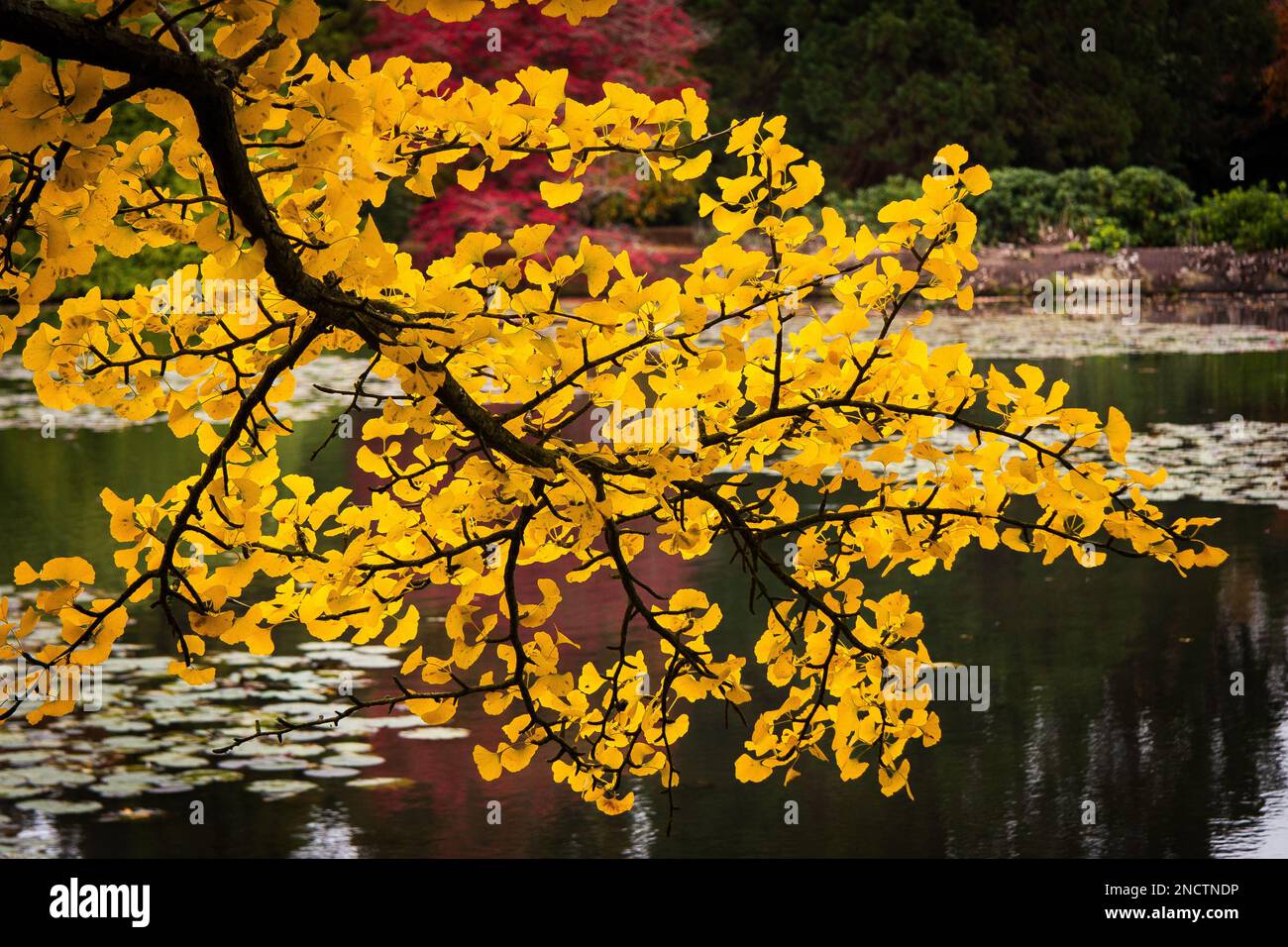 Beautiful gingko branch with golden leaves over a lake Stock Photo - Alamy