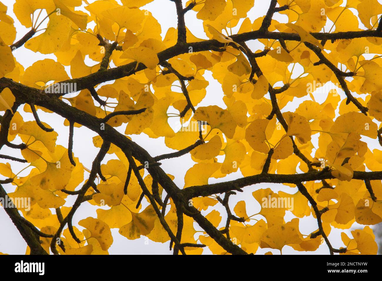 Gingko tree in autumn hi-res stock photography and images - Alamy