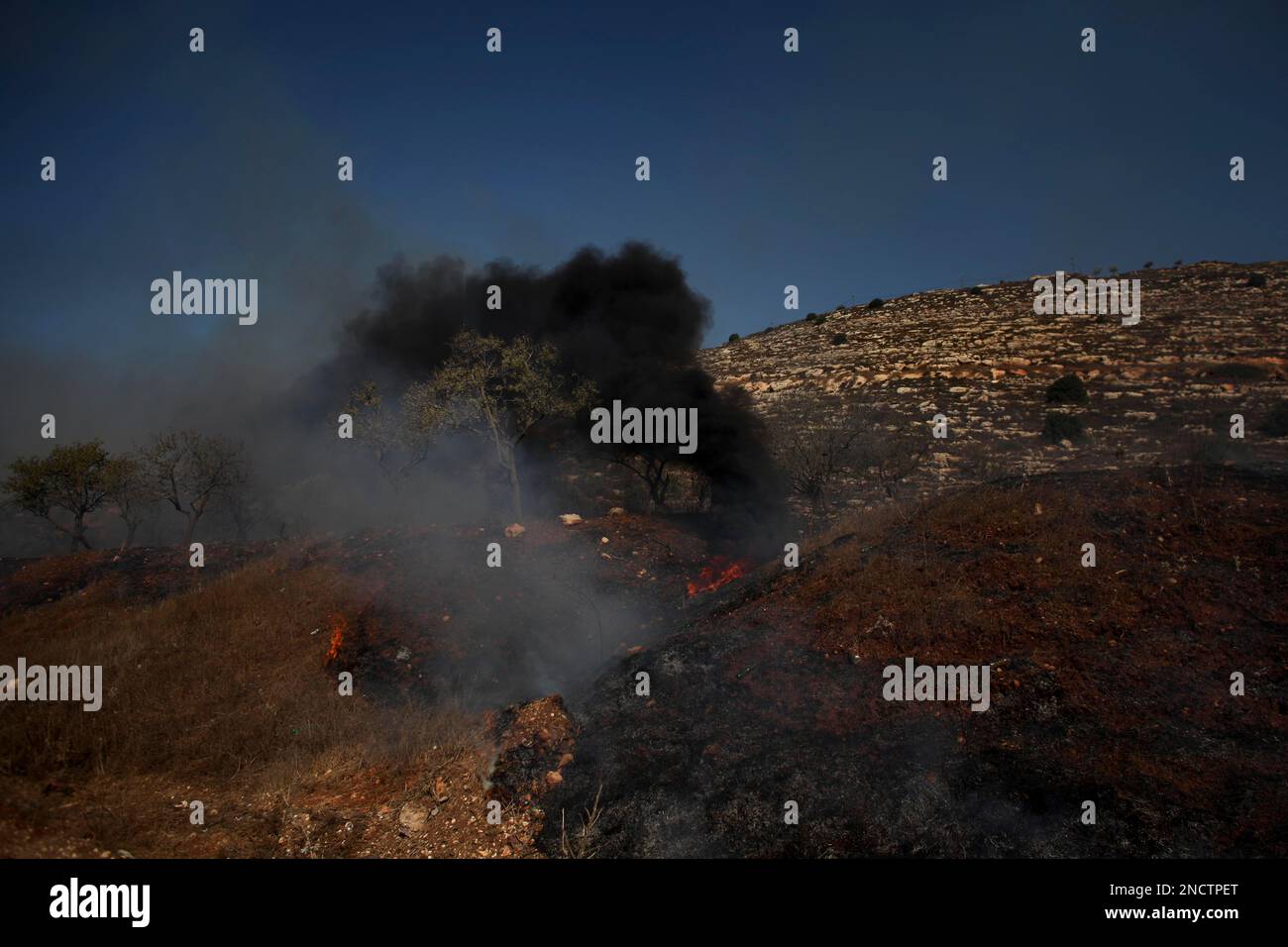 In this picture taken Monday, Oct. 18, 2010, an olive tree burns near ...