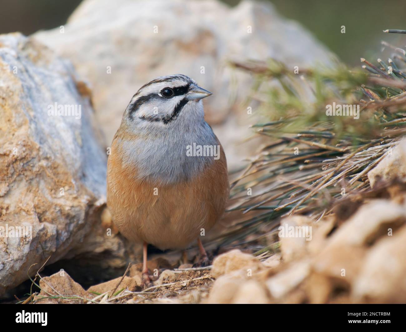 Rock Bunting - male Emberiza cia Valencia, Spain BI035283 Stock Photo ...