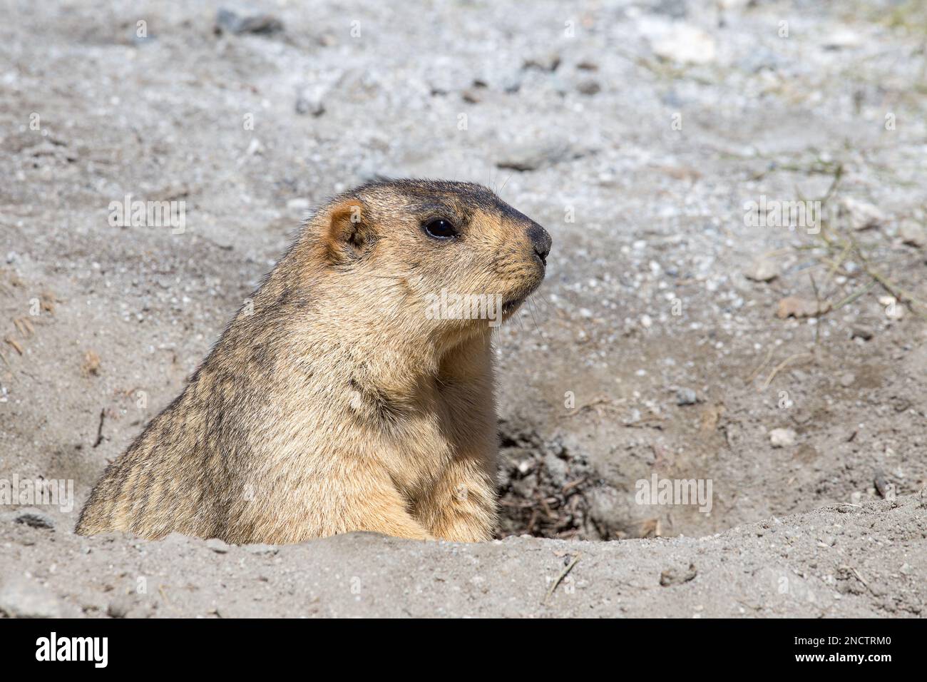 Funny marmot peeking out of a burrow in Ladakh, India Stock Photo - Alamy
