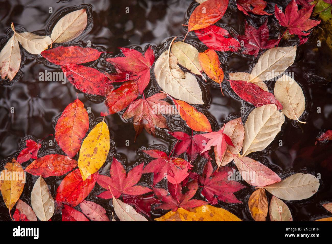 Floating patterns hi-res stock photography and images - Alamy