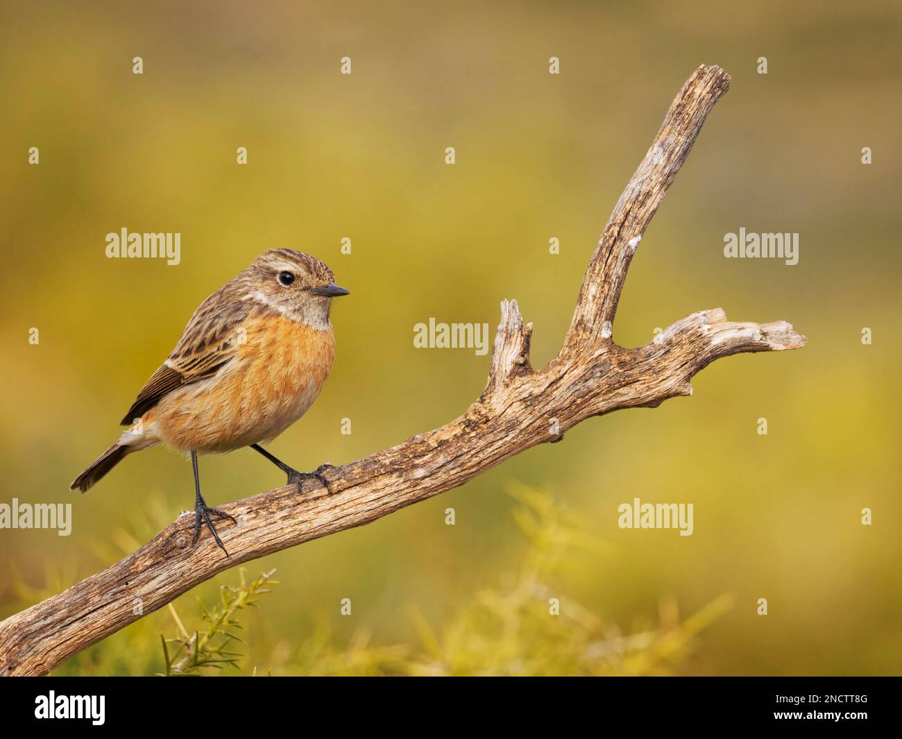 Female european stonechat hi-res stock photography and images - Alamy
