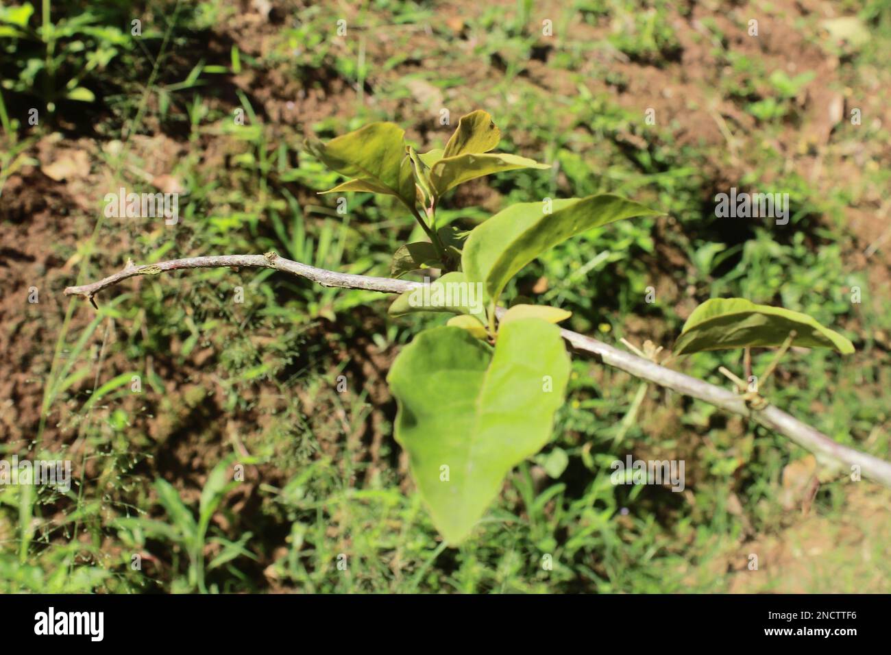 Best Nature Pics Stock Photo - Alamy