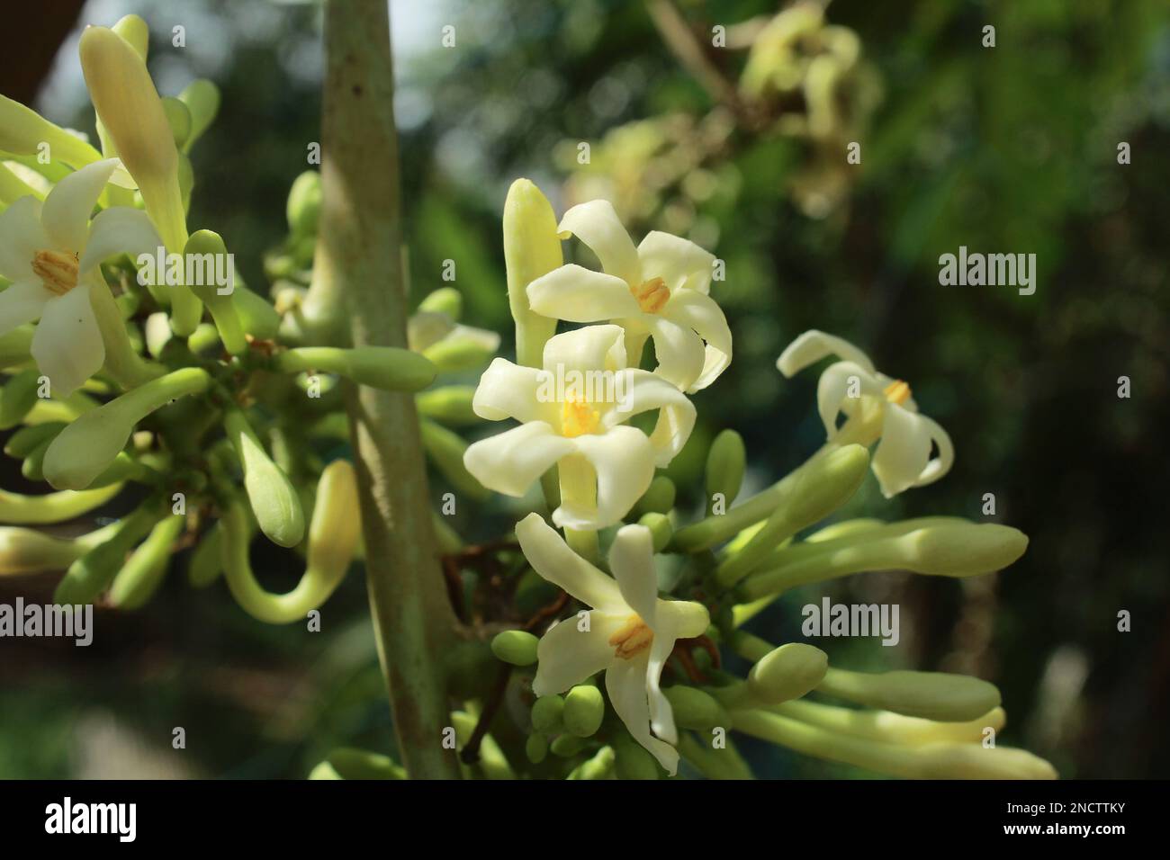 Sparsely branched tree hi-res stock photography and images - Alamy