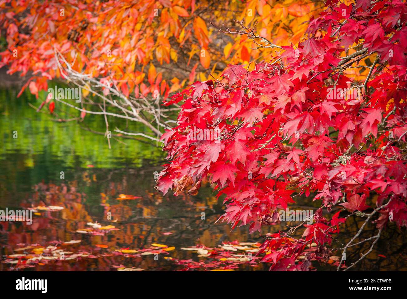 Red maple leaves over hi-res stock photography and images - Alamy