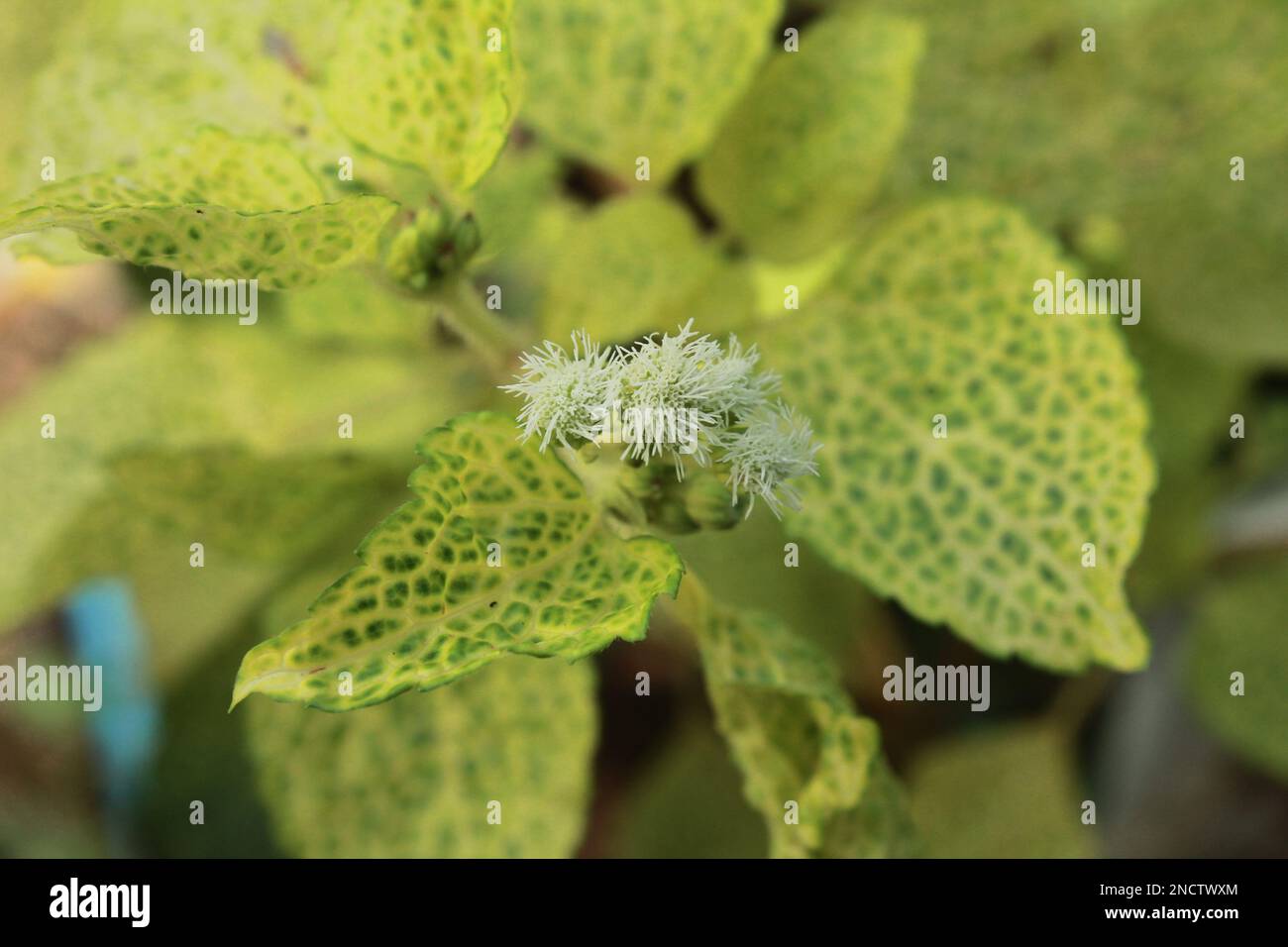 Best Nature Pics Stock Photo - Alamy