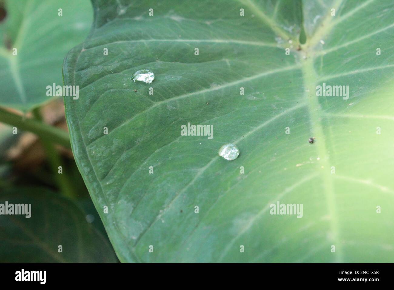 Best Nature Pics Stock Photo - Alamy