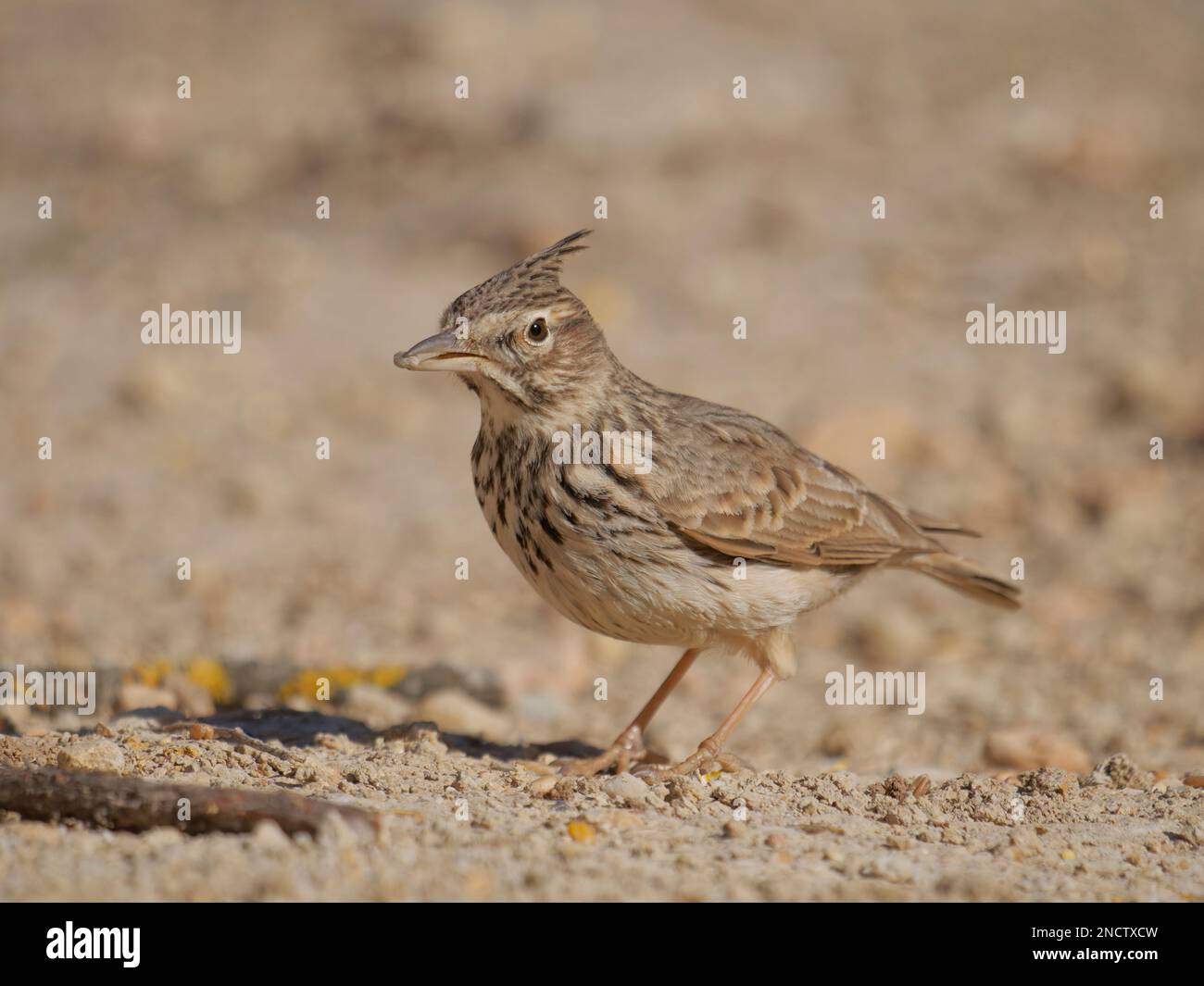 Crested Lark Galerida cristata Valencia, Spain BI035334 Stock Photo - Alamy