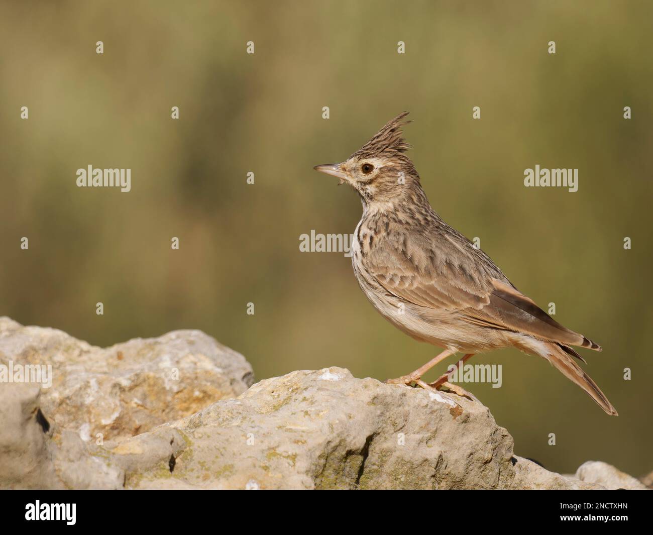 Crested Lark Galerida cristata Valencia, Spain BI035338 Stock Photo - Alamy