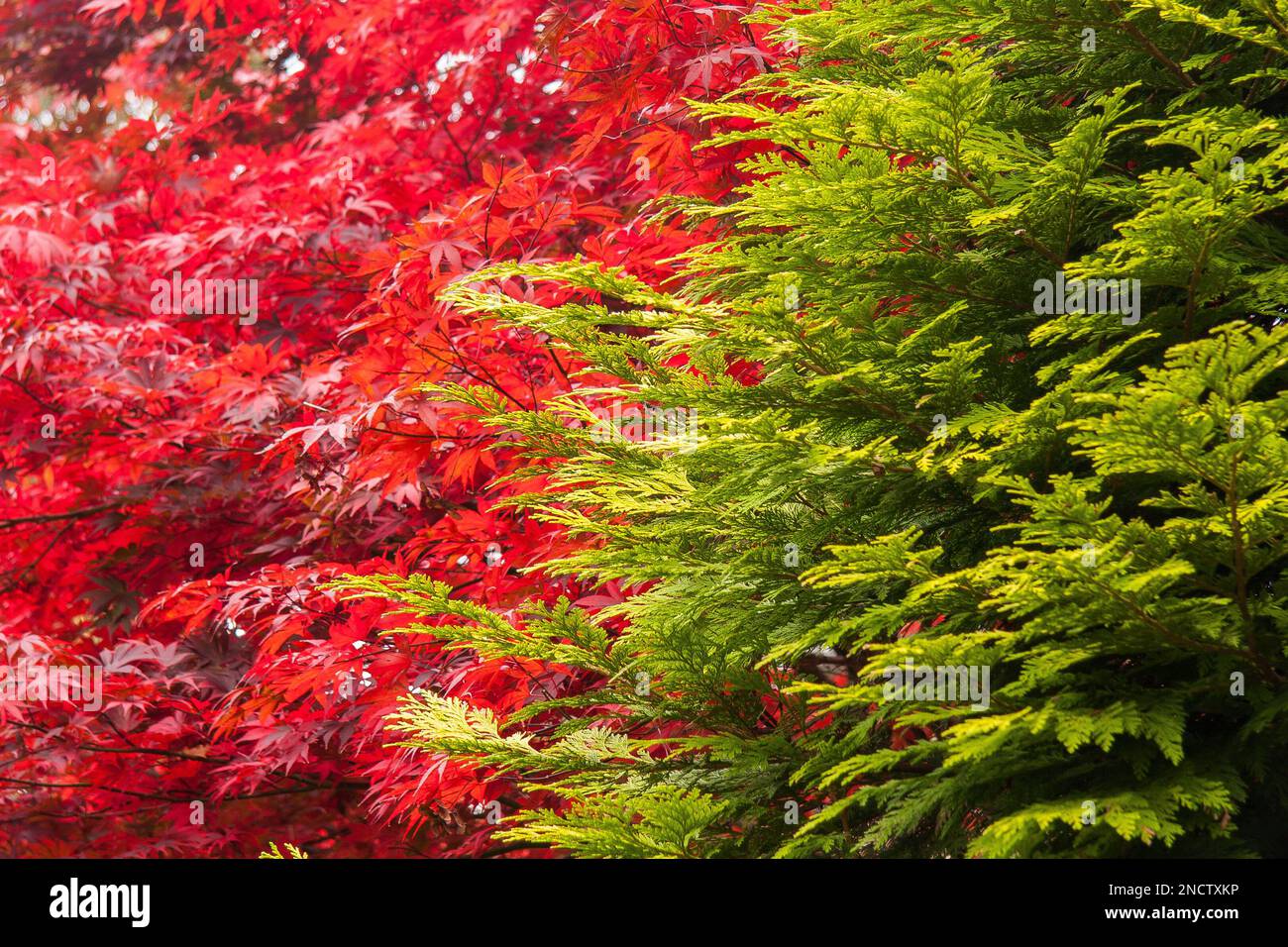 Acer tree front garden hi-res stock photography and images - Alamy