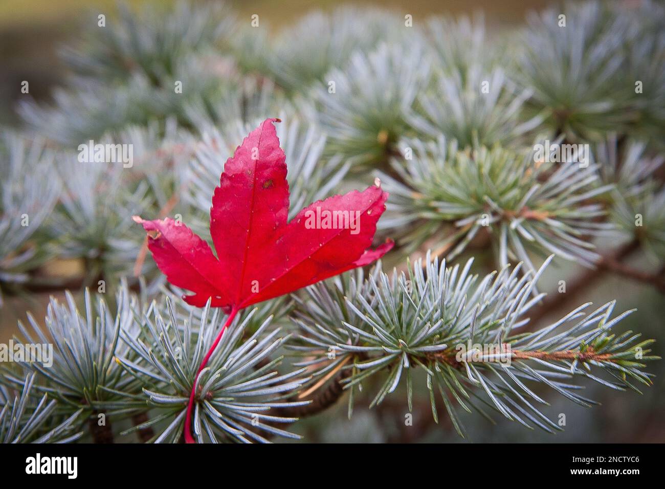 Silver maple leaf hi-res stock photography and images - Alamy