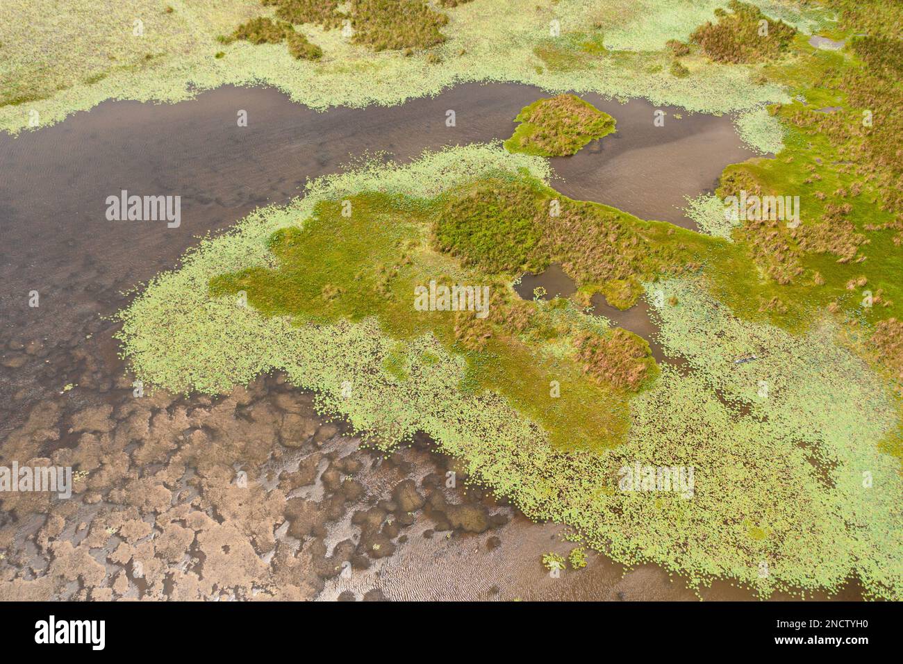 The surface of a lake or swamp with aquatic vegetation in Sri Lanka ...
