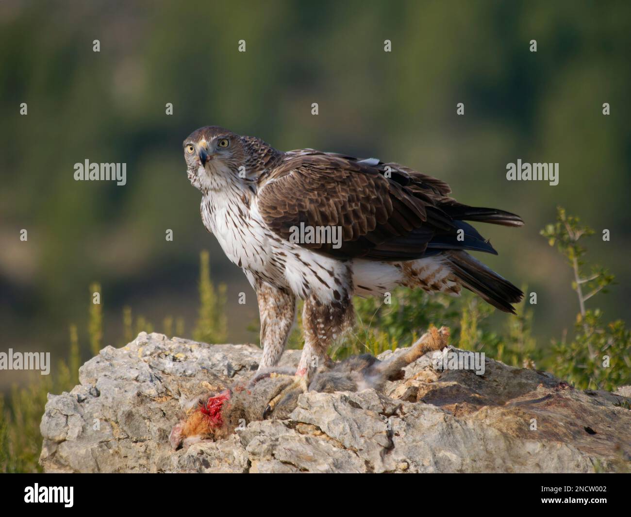 Bonelli s Eagle male with prey (Red Legged Partridge) Aquila fasciata ...