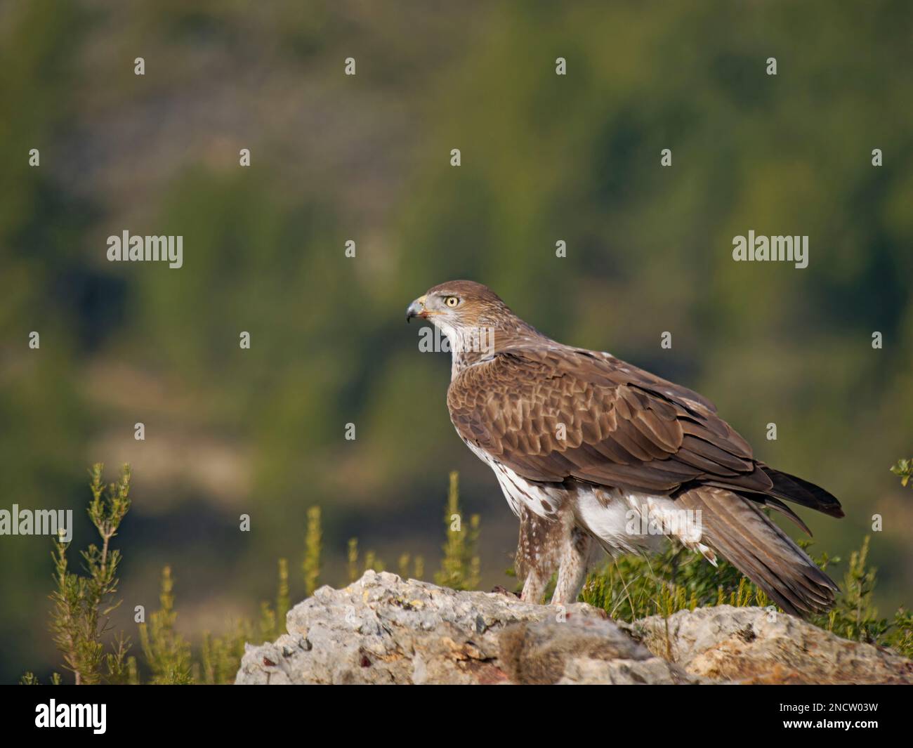 Bonelli s Eagle male with prey (Red Legged Partridge) Aquila fasciata ...