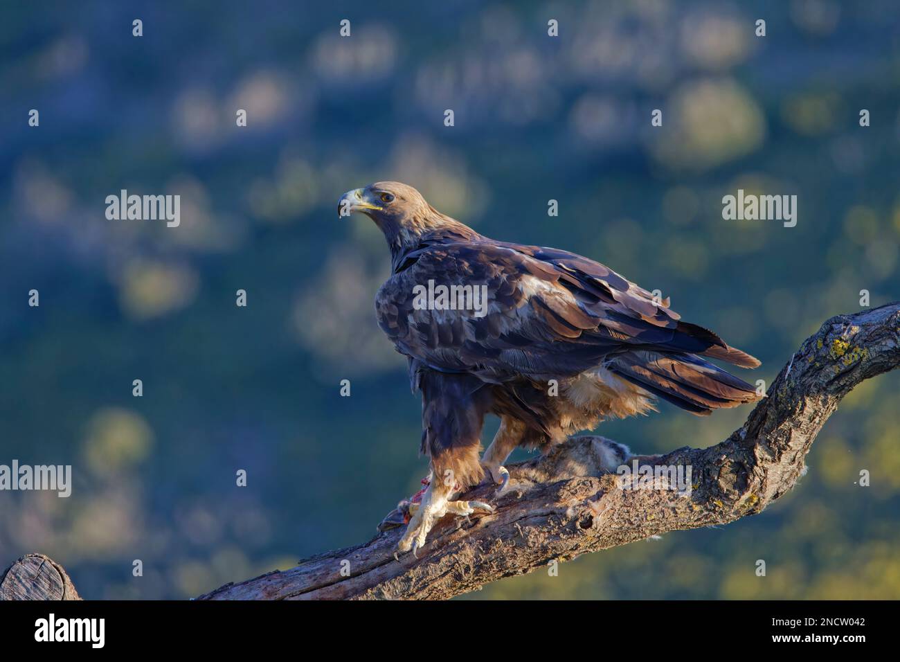 Golden Eagle – female with prey (Rabbit) Aquila chrysaetos Valencia ...