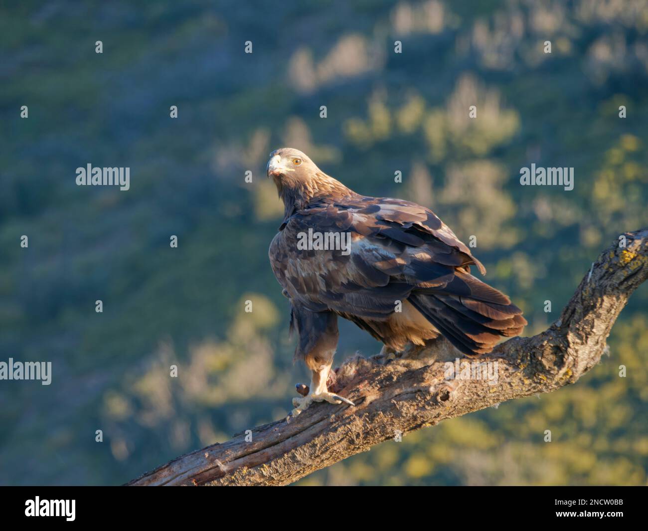 Golden Eagle – female with prey (Rabbit) Aquila chrysaetos Valencia ...