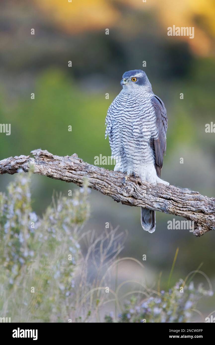 Male goshawk hi-res stock photography and images - Alamy