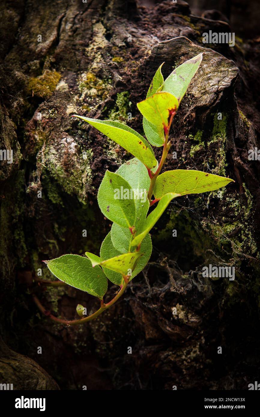 Shoot green hi-res stock photography and images - Alamy