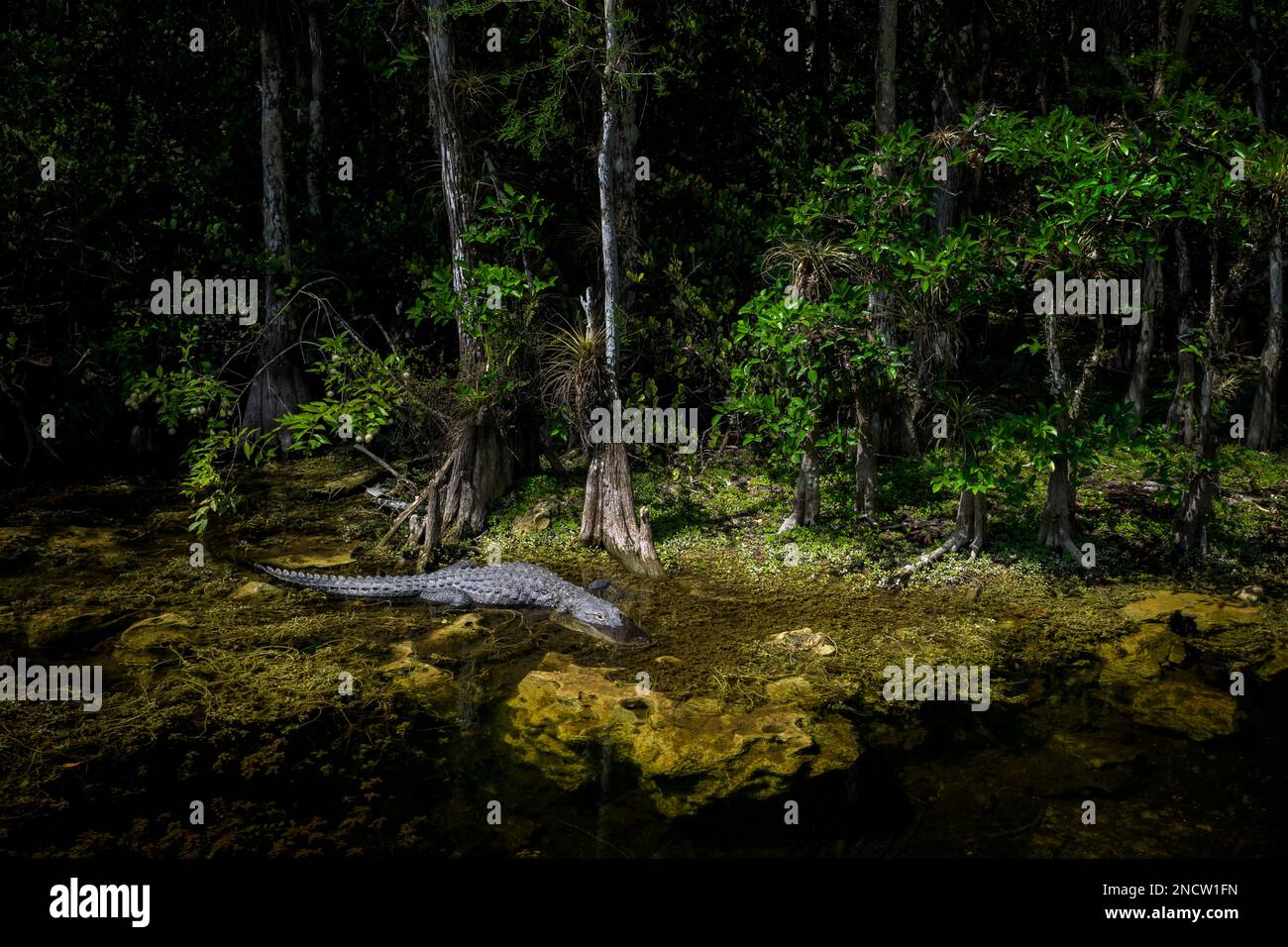 American alligator (Alligator mississippiensis) lying down in cypress ...