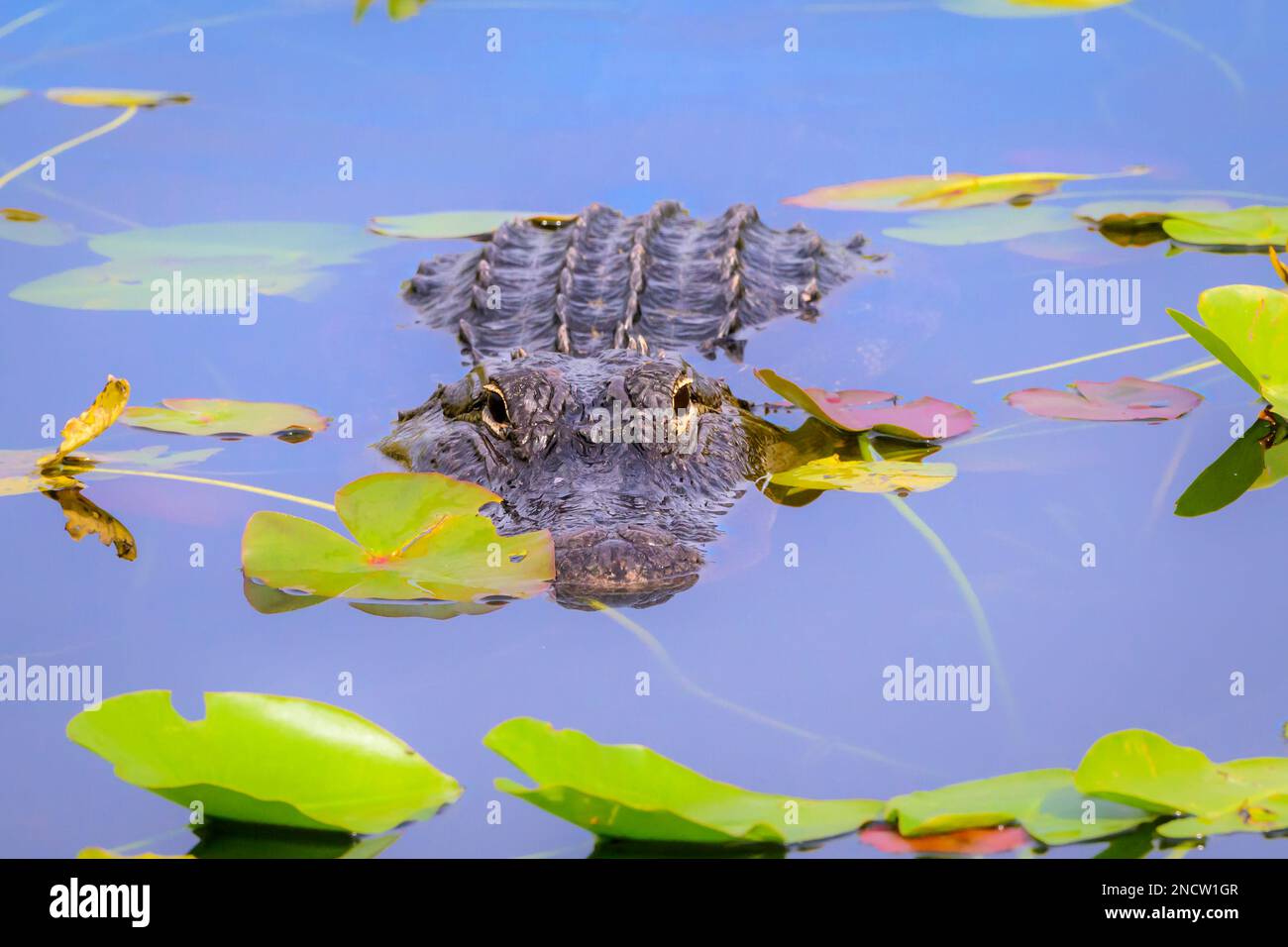 American alligator (Alligator mississippiensis) hiding in water between ...