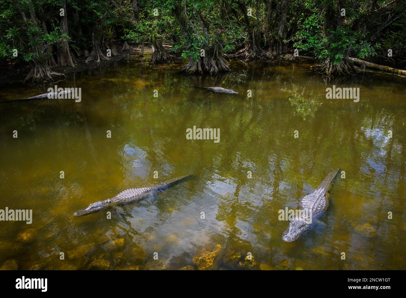 American alligator (Alligator mississippiensis) lying in water at ...