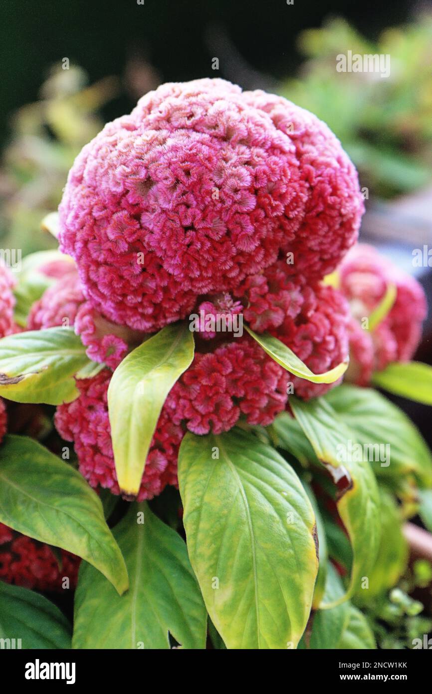 Beautiful celosia cristata of fluorescent magenta color in full bloom ...