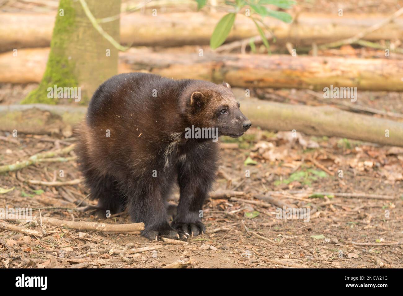 Wolverine claws hi-res stock photography and images - Alamy
