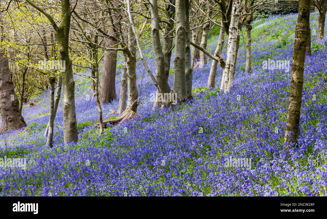 An English bluebell wood Stock Photo - Alamy