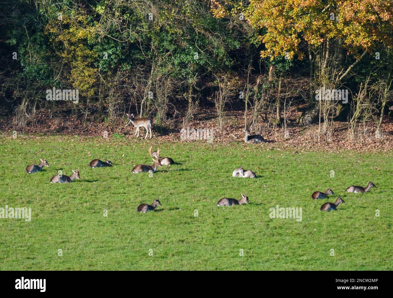 Herd of Fallow dear (Dama dama) with one Buck and several Doe's ...