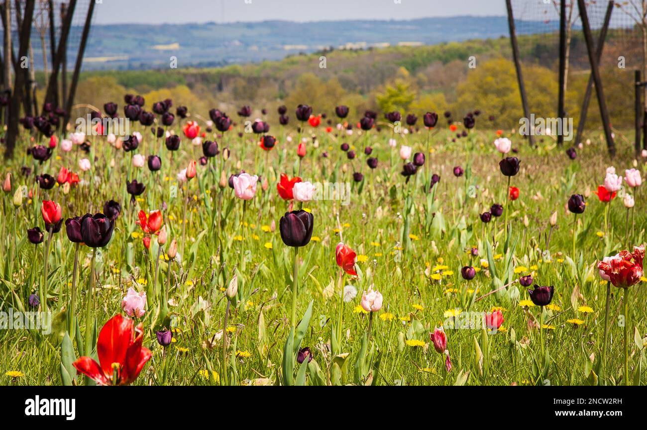 Tulip garden with a view Stock Photo - Alamy