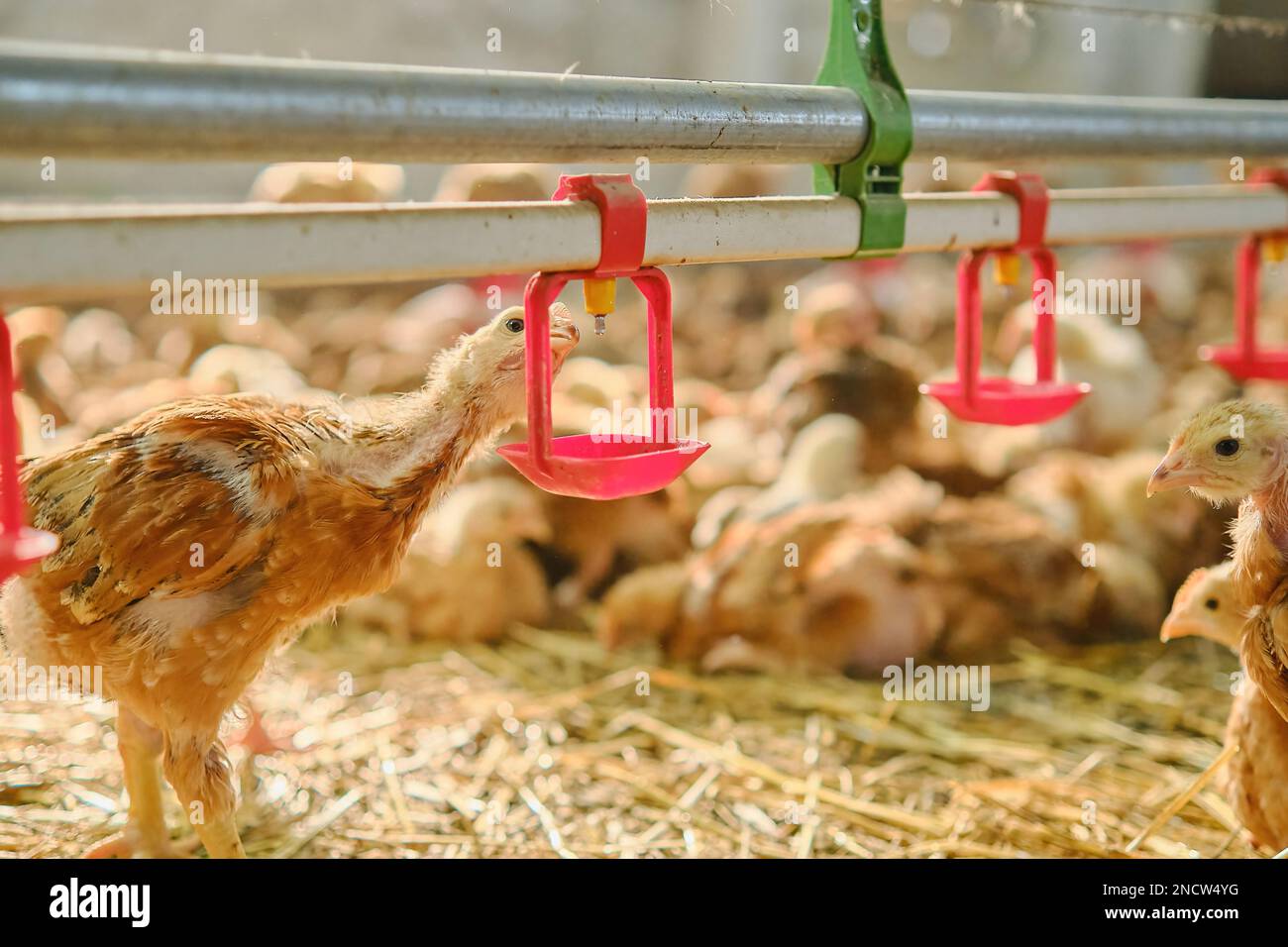 Poultry farm chickens drinking water hi-res stock photography and ...