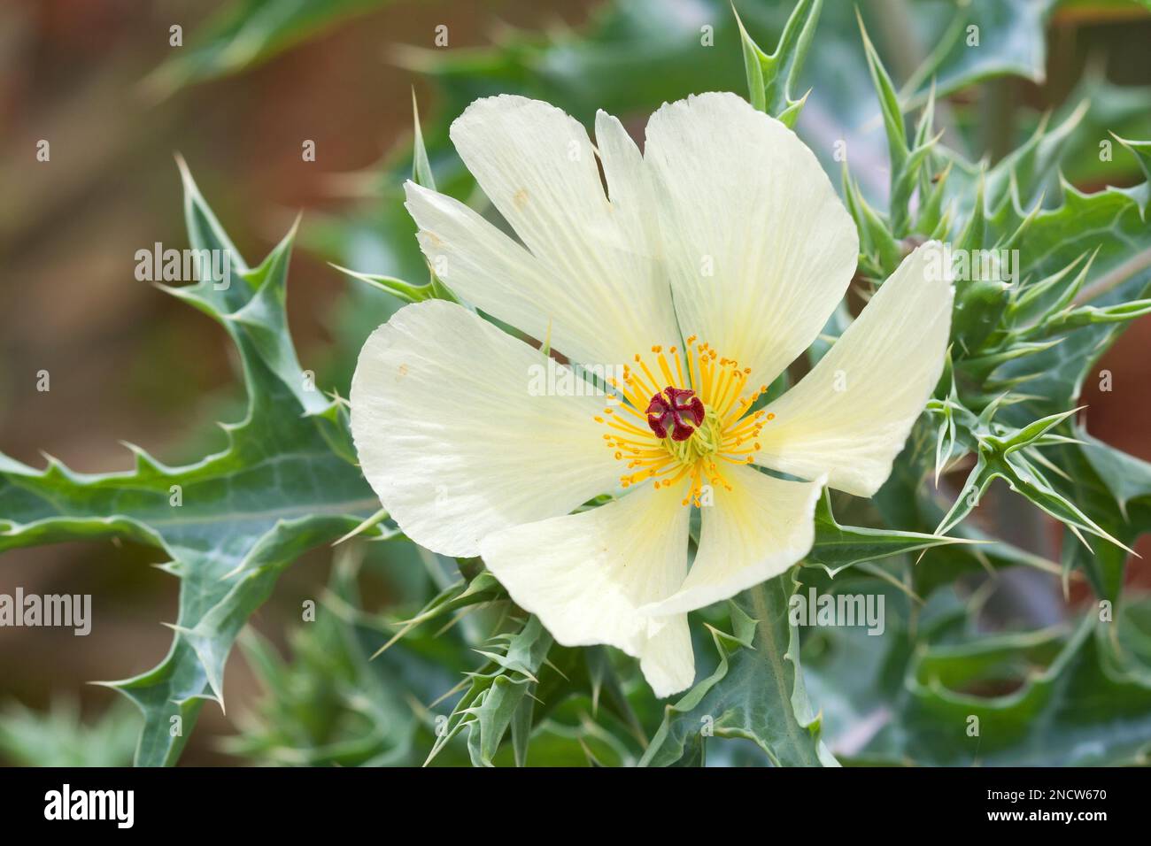 Invasive plant in East and South Africa - Argemone ochroleuca Stock ...