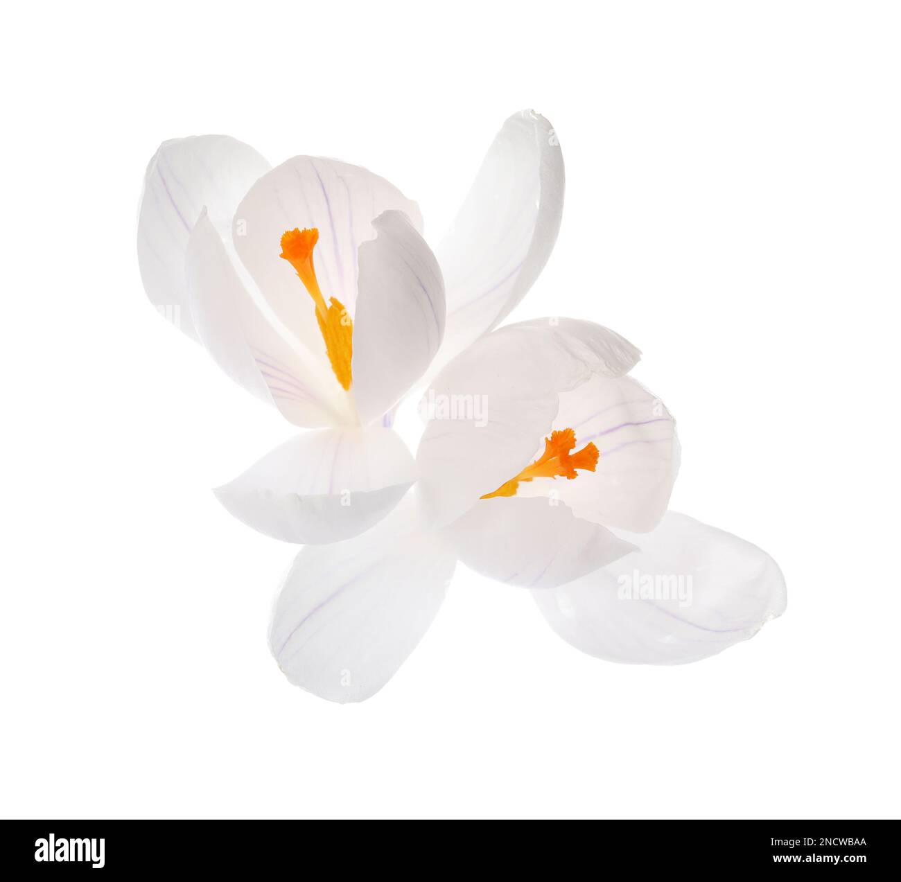 Beautiful fresh crocus flowers on white background Stock Photo - Alamy