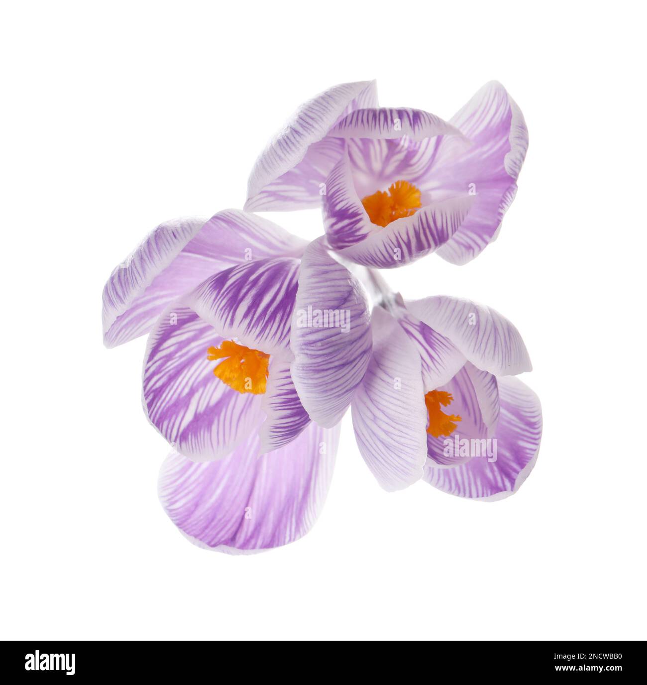 Beautiful fresh crocus flowers on white background Stock Photo - Alamy