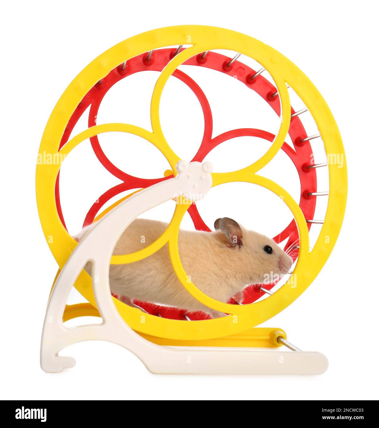 Cute little hamster in spinning wheel on white background Stock Photo ...