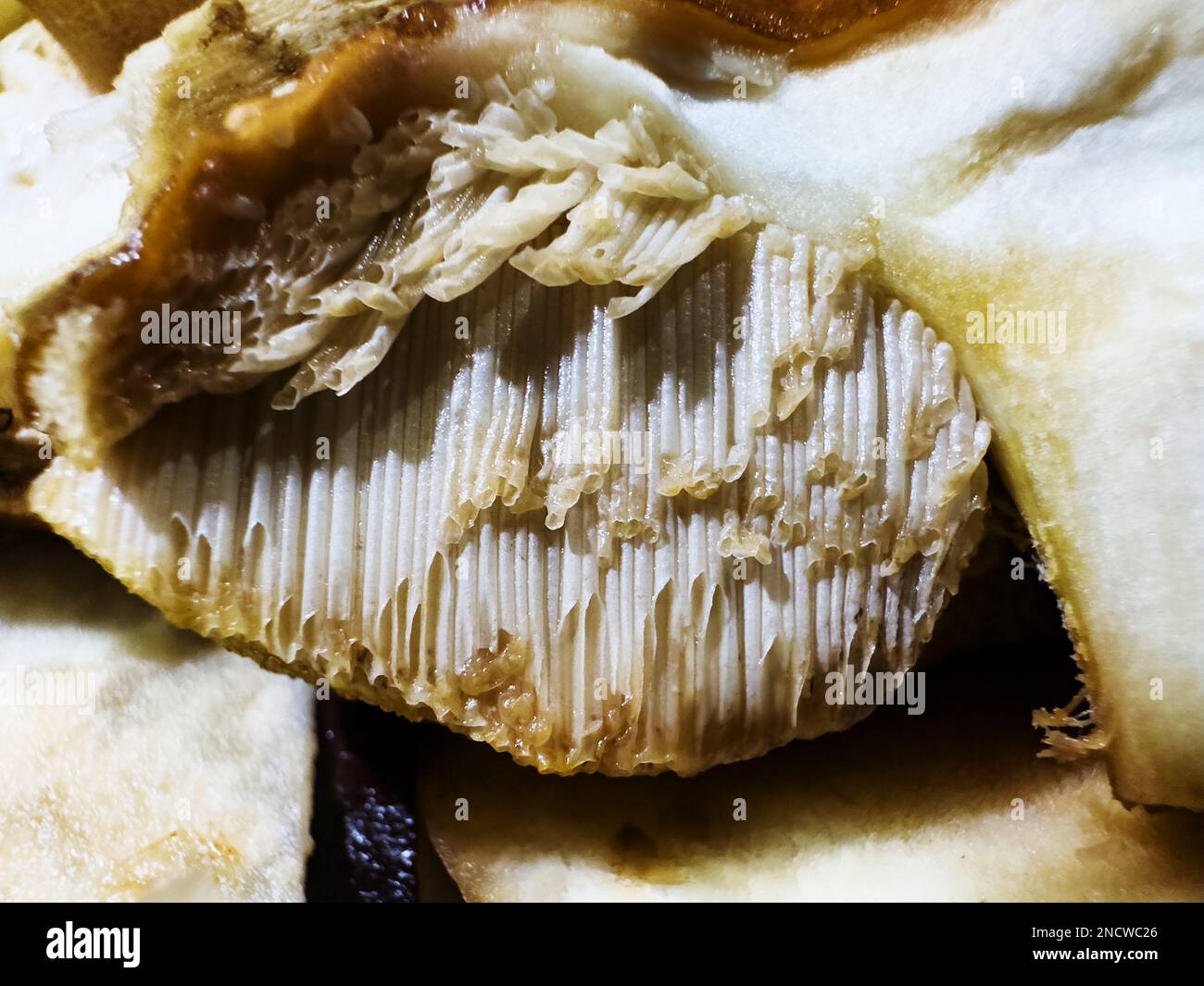 Close-up top part of a Penny Bun Fungus mushroom Stock Photo - Alamy