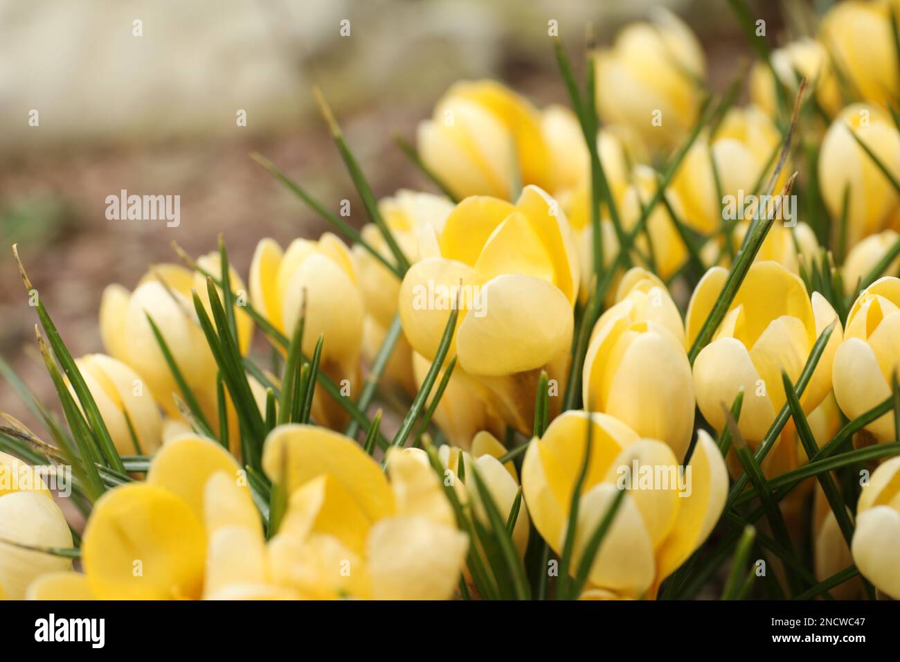 Beautiful yellow crocus flowers growing in garden, closeup Stock Photo ...