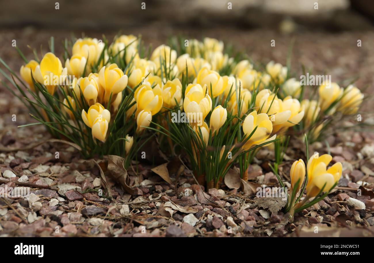 Beautiful yellow crocus flowers growing in garden Stock Photo - Alamy