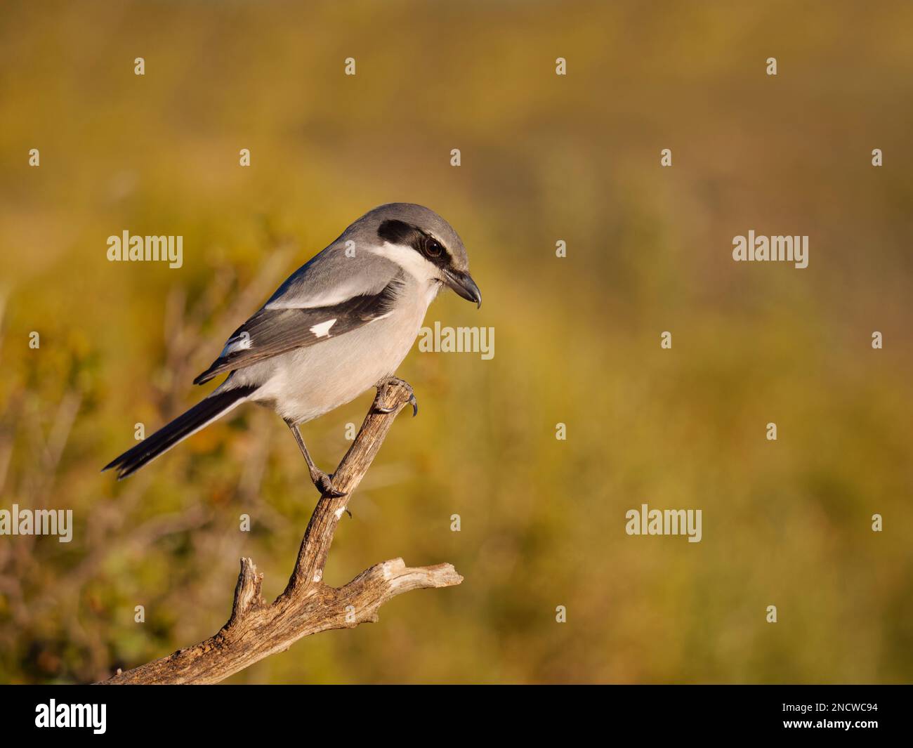 Meridionalis hi-res stock photography and images - Alamy