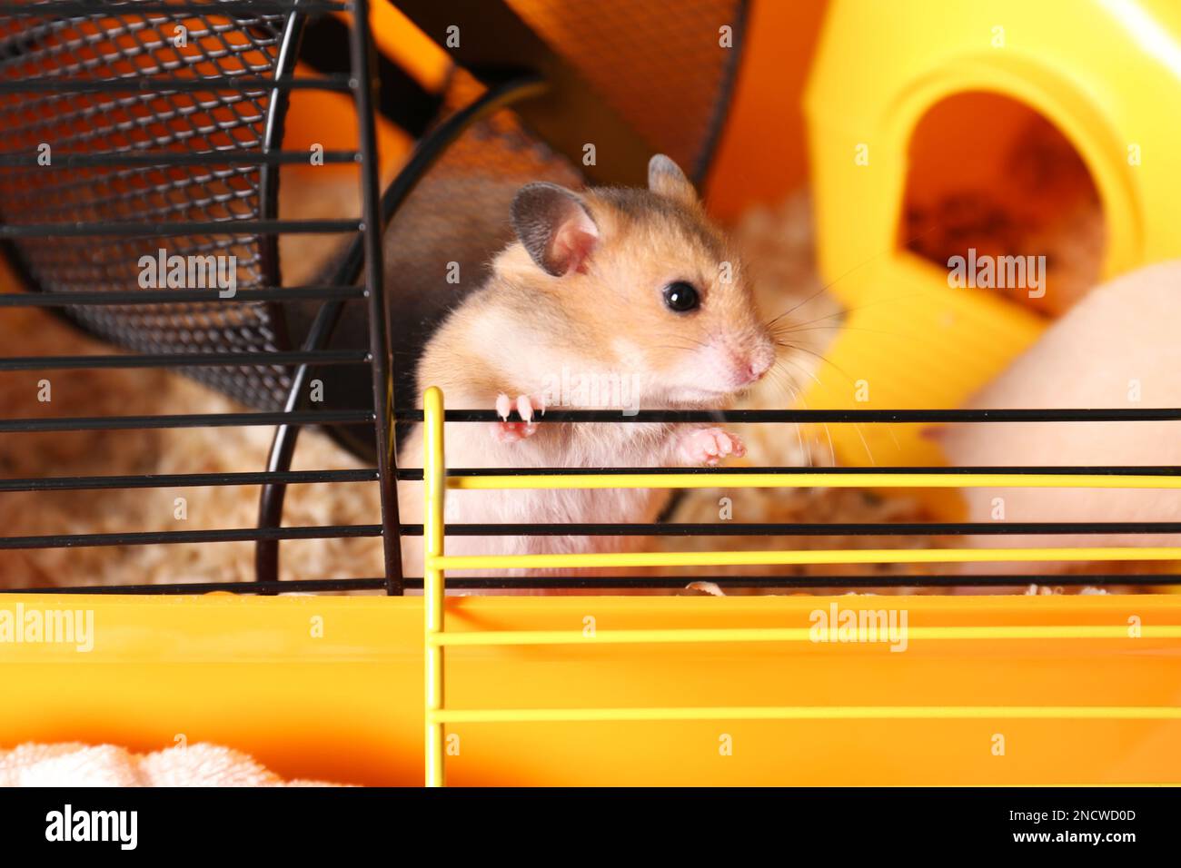 Cute little fluffy hamster inside of cage Stock Photo - Alamy