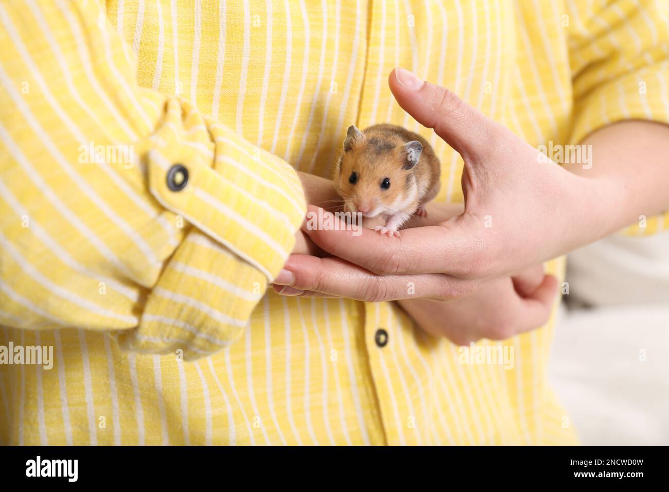Person holding hamster hi-res stock photography and images - Alamy