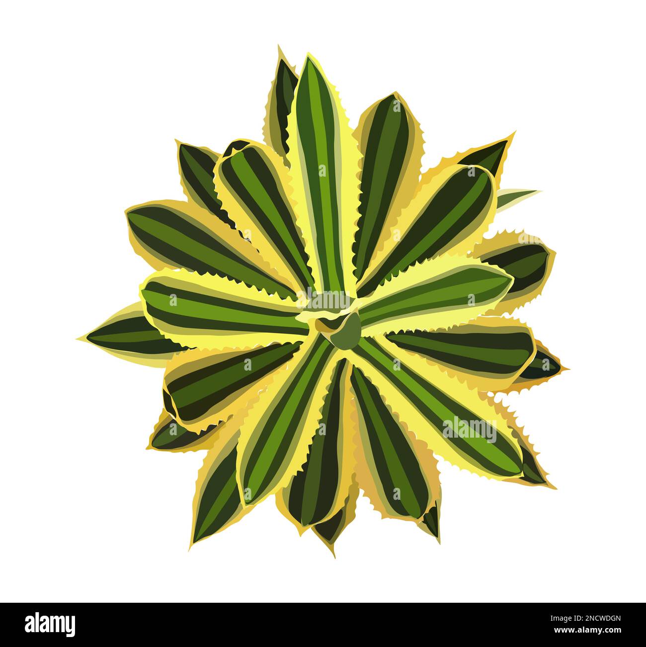 Agave house plant top view vector illustration Stock Vector Image & Art ...