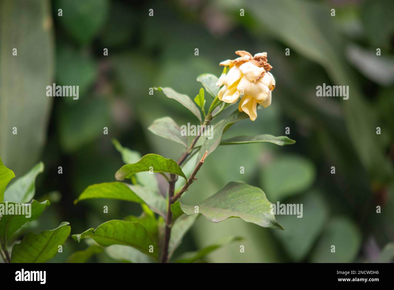A closeup of a white withered flower Stock Photo - Alamy
