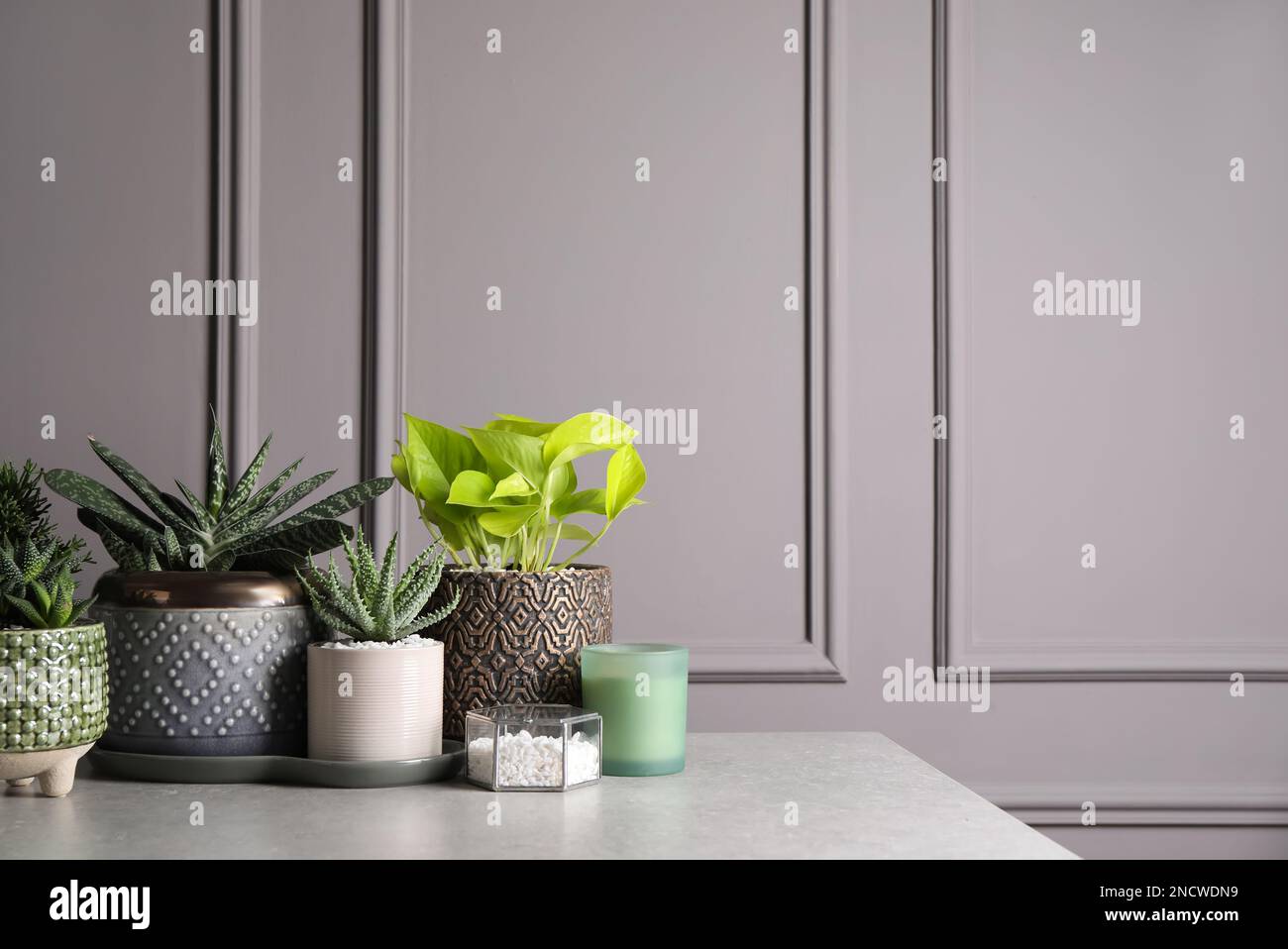 Different house plants in pots with decor on light table. Space for ...