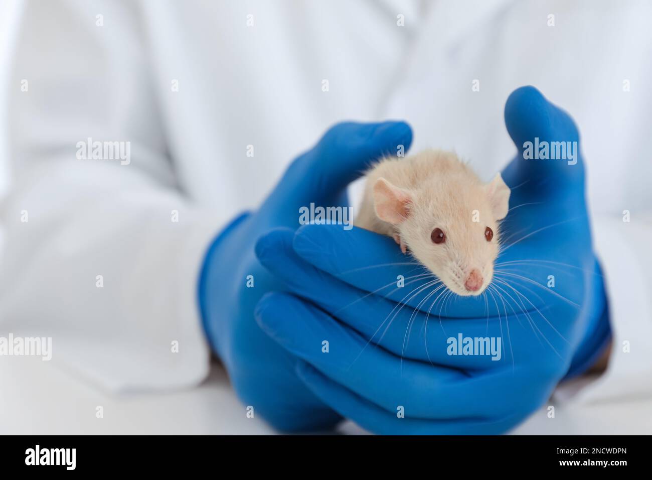Scientist with rat in chemical laboratory, closeup. Animal testing ...