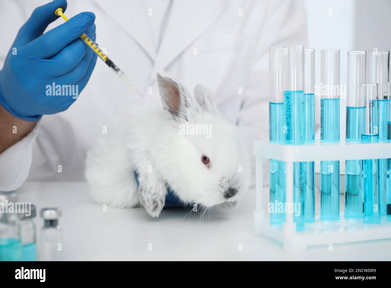 Scientist with syringe and rabbit in chemical laboratory, closeup ...
